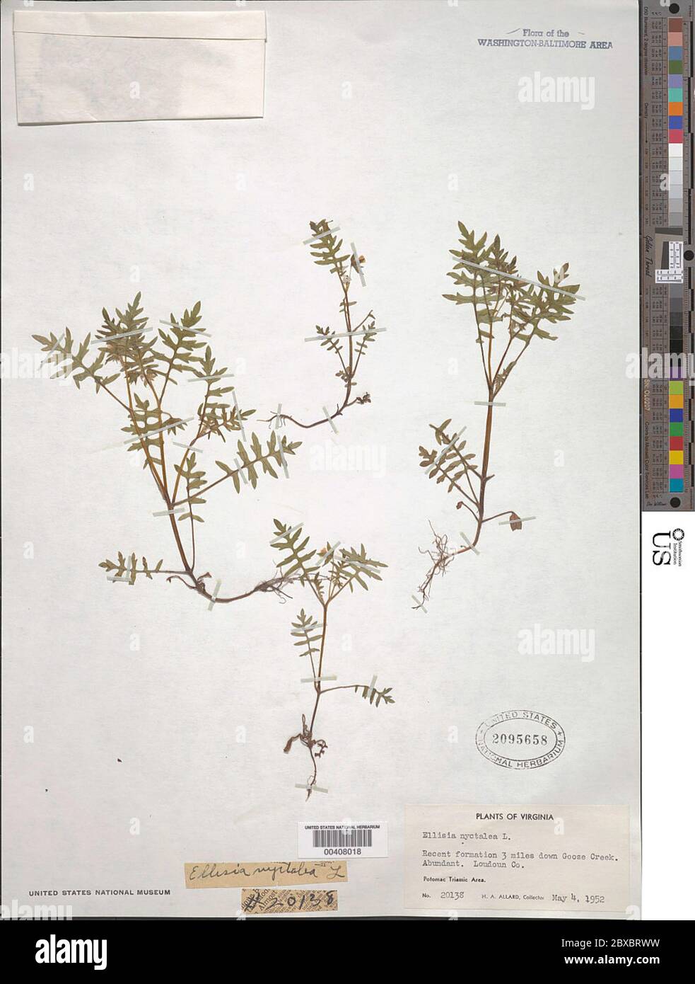 Ellisia nyctelea L Ellisia nyctelea L Stock Photo - Alamy
