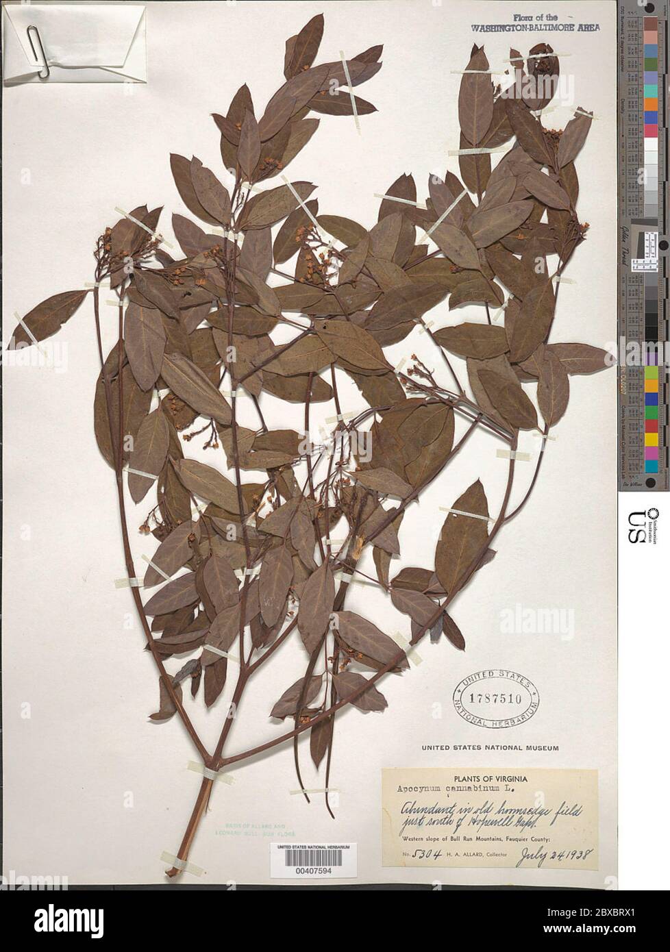 Apocynum l hi-res stock photography and images - Alamy