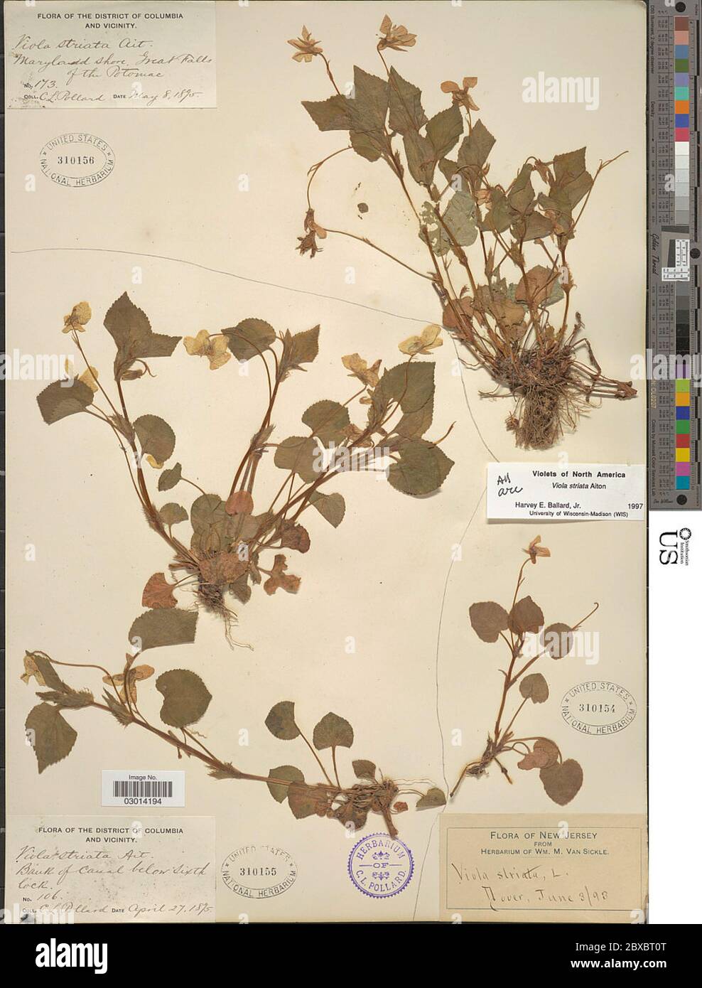 Long spurred flowers hi-res stock photography and images - Alamy