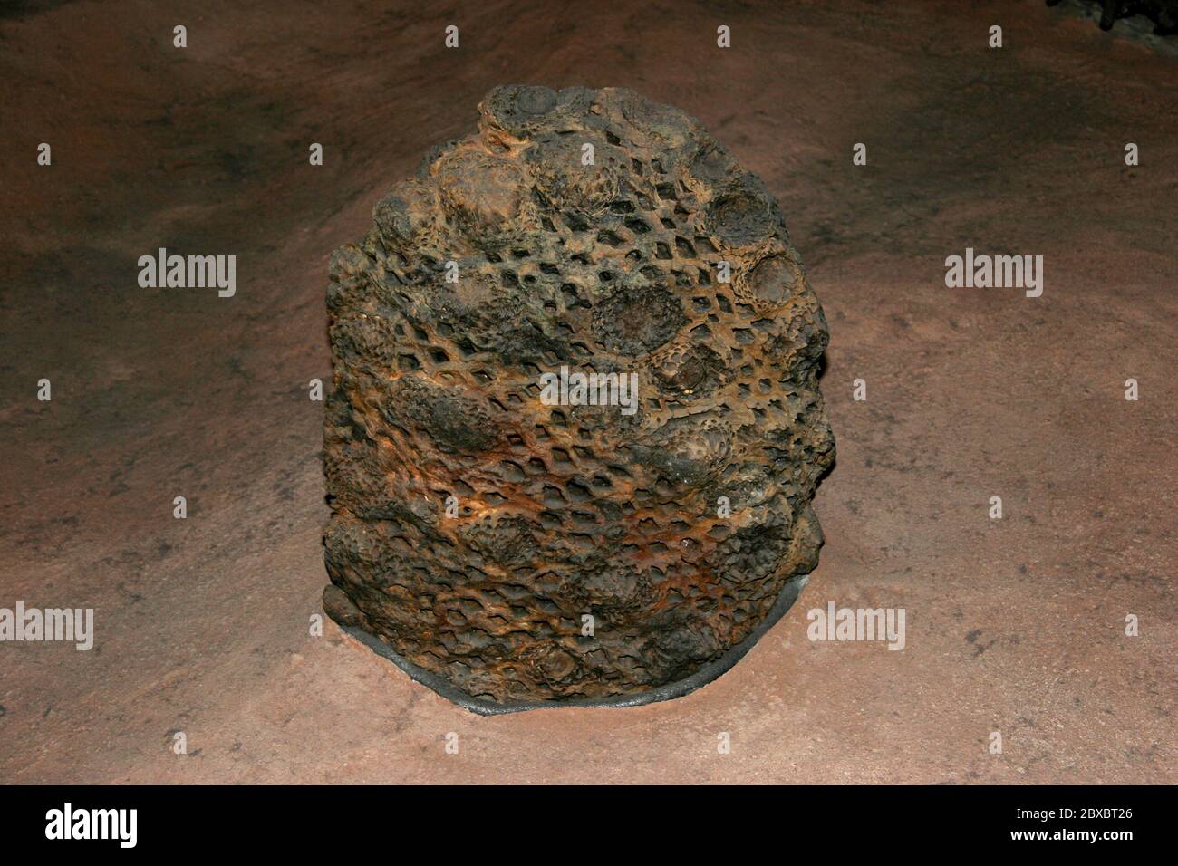 Cycad fossil hi-res stock photography and images - Alamy