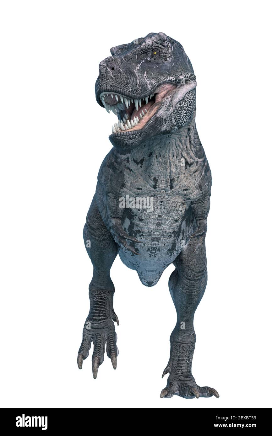 tyrannosaurus rex is looking down. This dinosaur in clipping path is ...