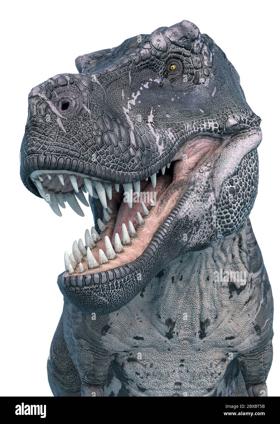 tyrannosaurus rex portrait. This dinosaur in clipping path is very ...