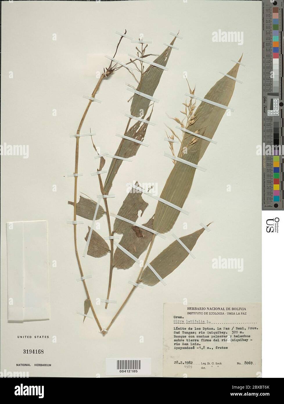 Olyra latifolia L Olyra latifolia L Stock Photo - Alamy