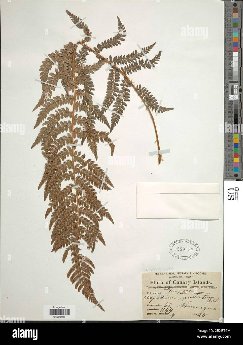Polystichum setiferum Forssk Moore ex Woynar Polystichum setiferum ...