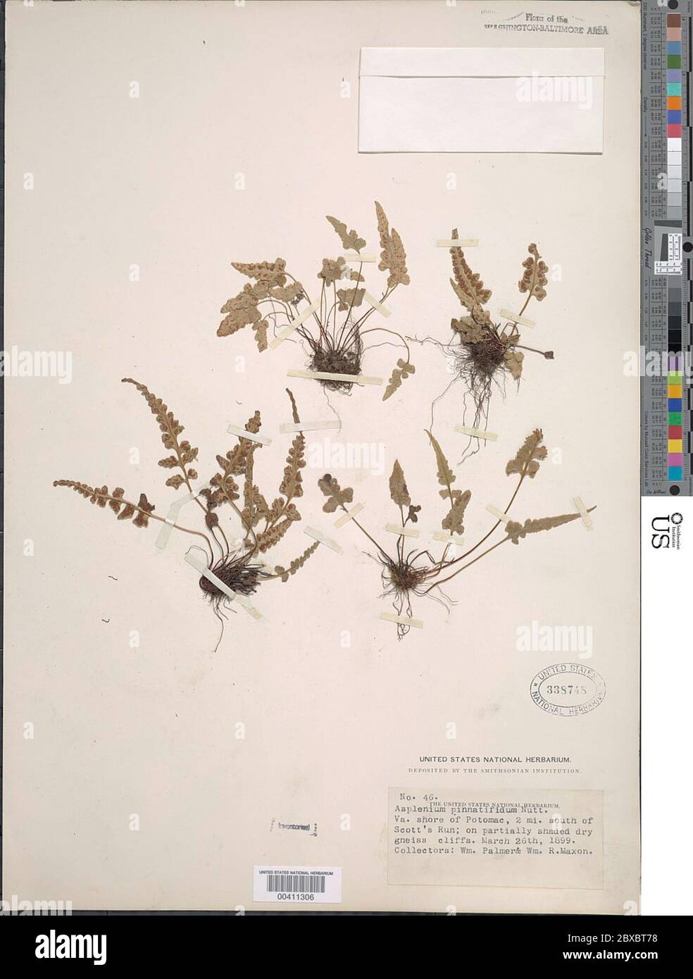 Asplenium pinnatifidum Asplenium pinnatifidum Stock Photo - Alamy