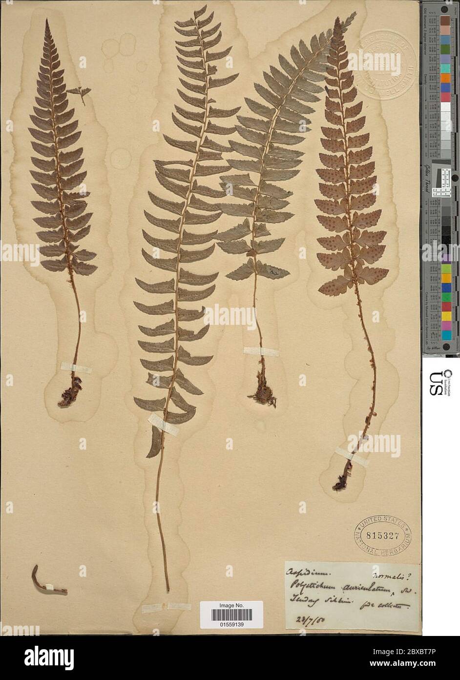 Polystichum lentum hi-res stock photography and images - Alamy