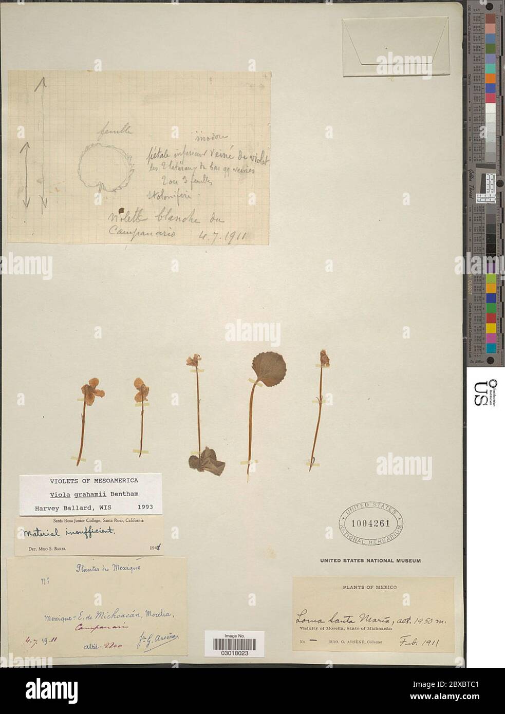 Viola grahamii Benth Viola grahamii Benth Stock Photo - Alamy