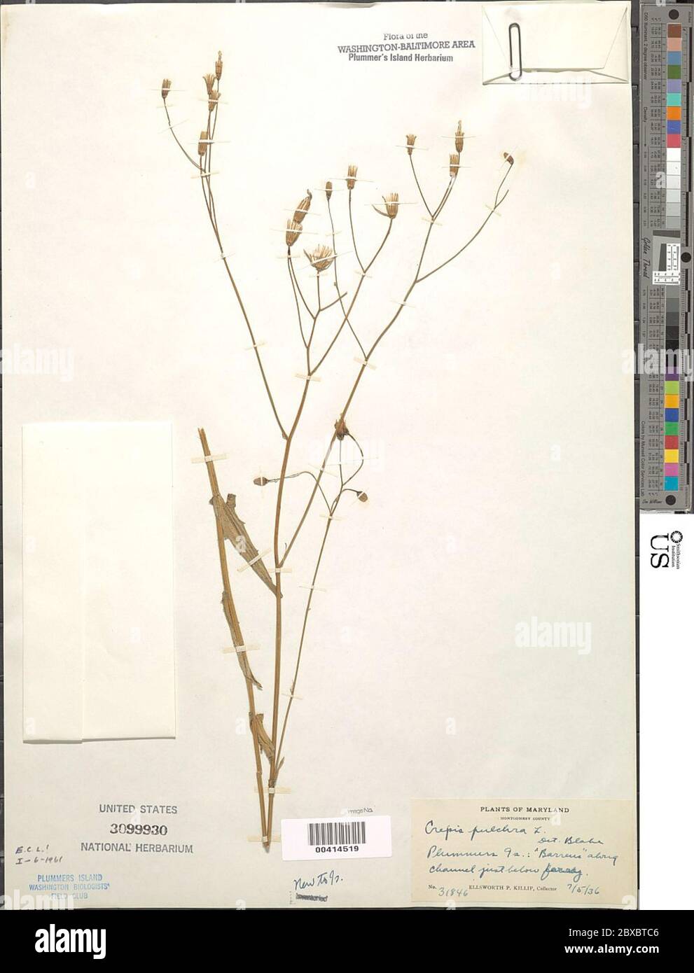 Crepis pulchra hi-res stock photography and images - Alamy