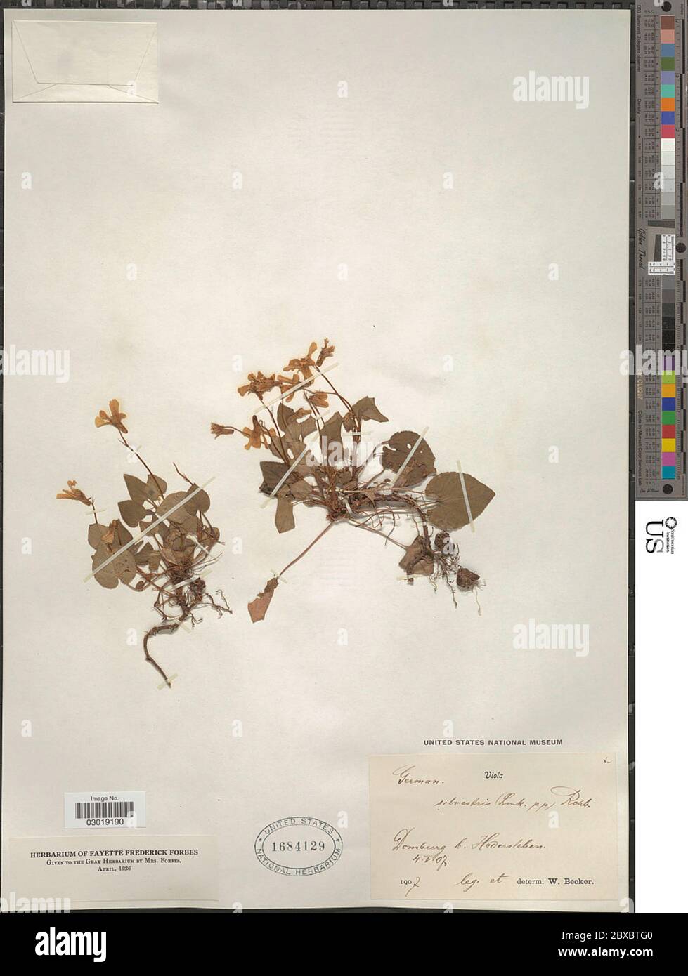 Viola sylvestris Lam Viola sylvestris Lam Stock Photo - Alamy