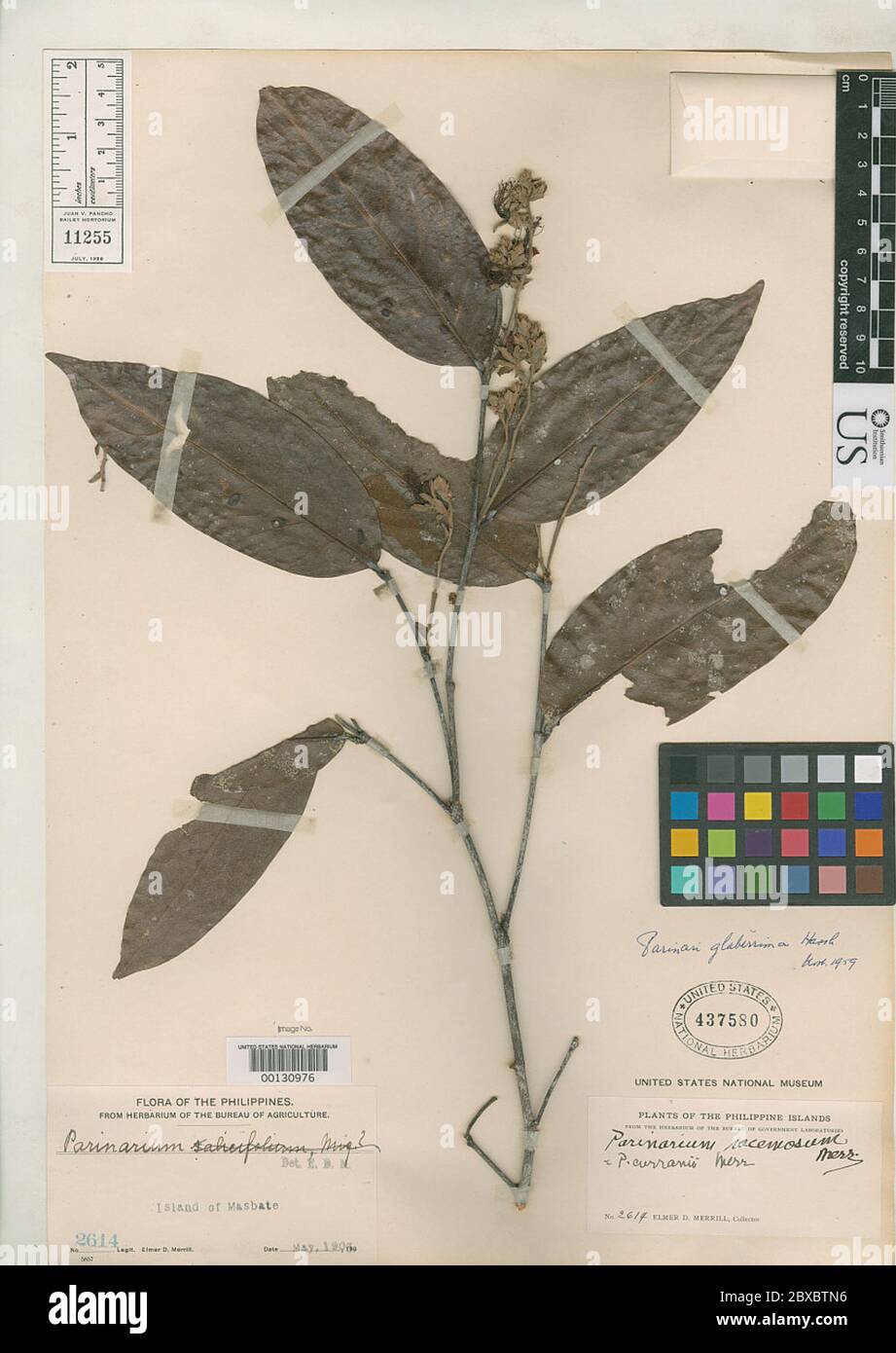 Parinari tree hi-res stock photography and images - Alamy