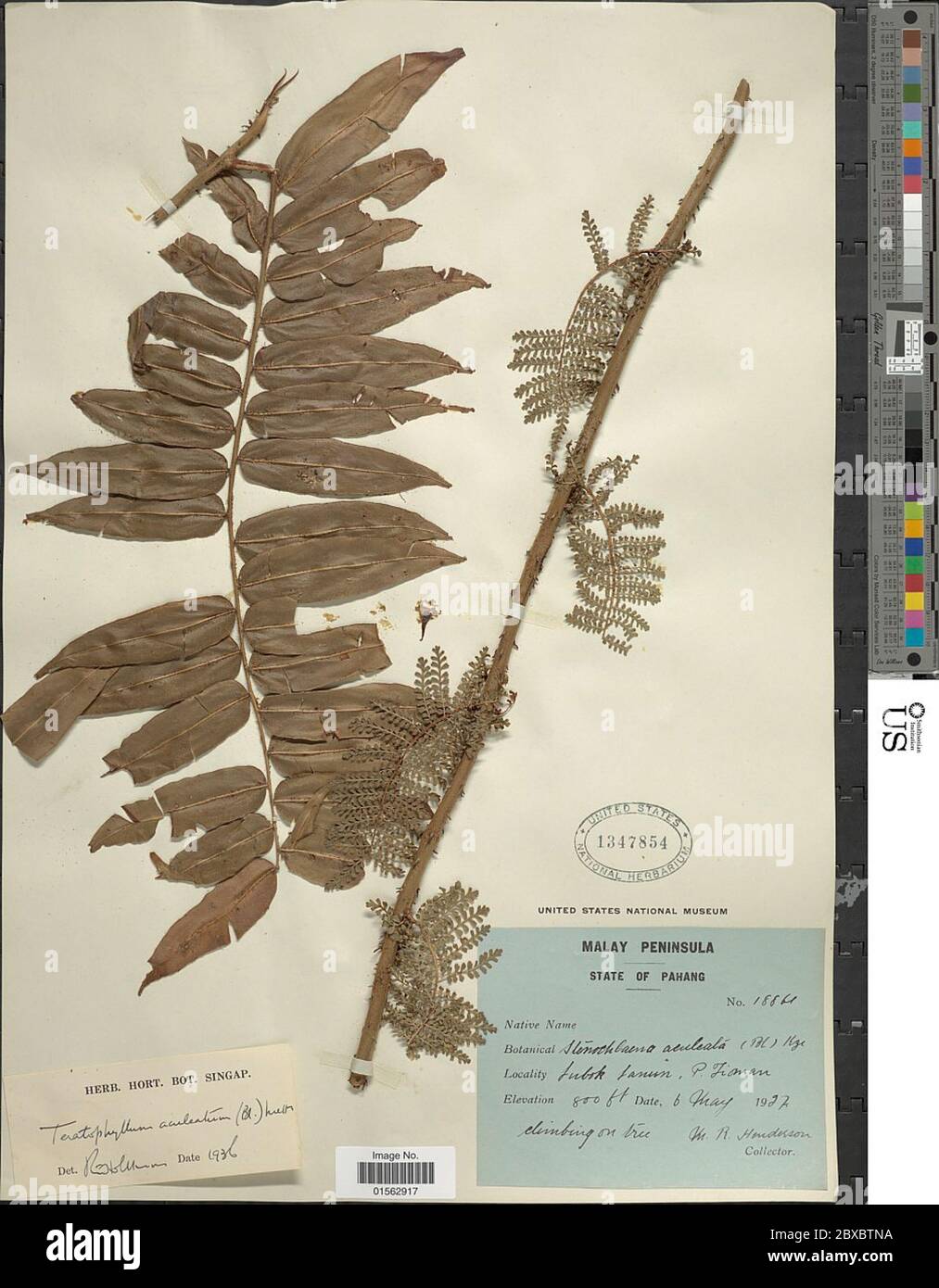 Teratophyllum aculeatum Teratophyllum aculeatum Stock Photo - Alamy