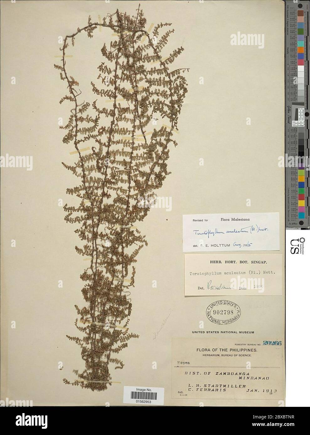 Teratophyllum aculeatum Teratophyllum aculeatum Stock Photo - Alamy