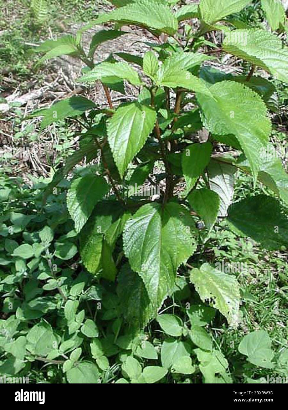 Pipturus hi-res stock photography and images - Alamy