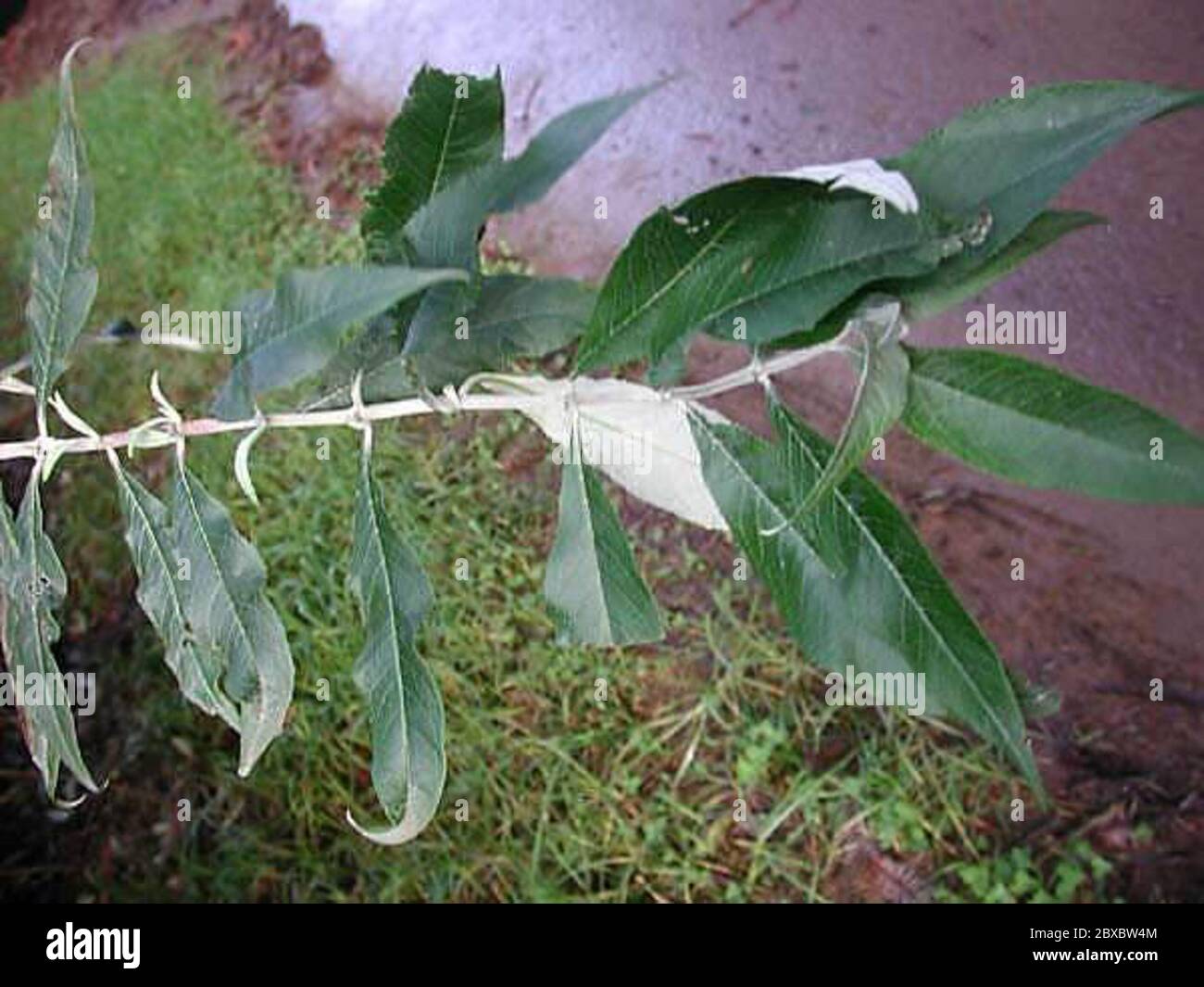 Wagner CP4483.jpg Buddleja davidii Franch Stock Photo - Alamy