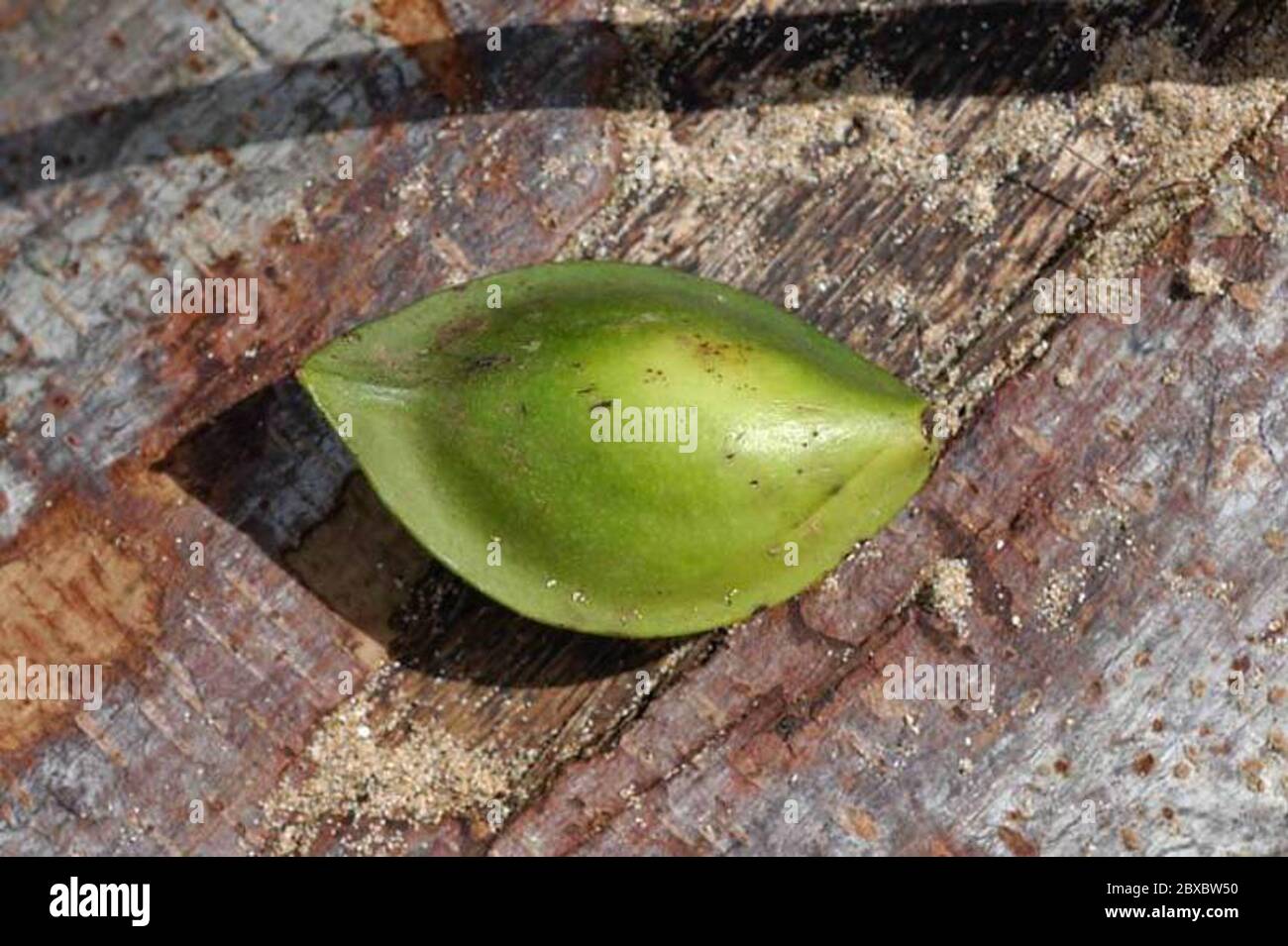 Terminalia catappa l hi-res stock photography and images - Alamy