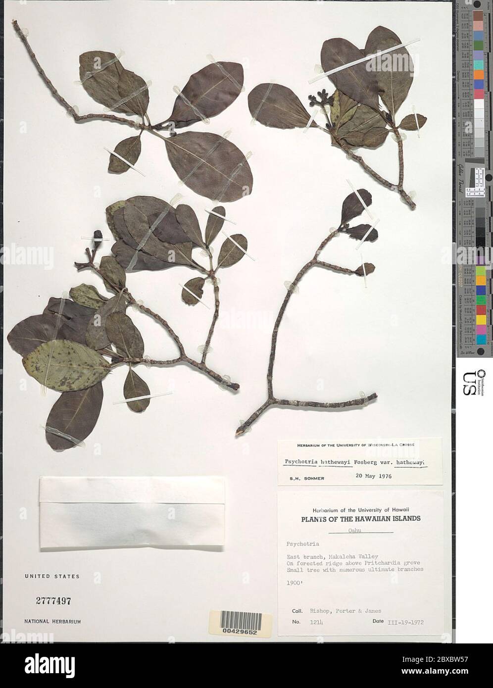 Coffee plants morphology hi-res stock photography and images - Alamy