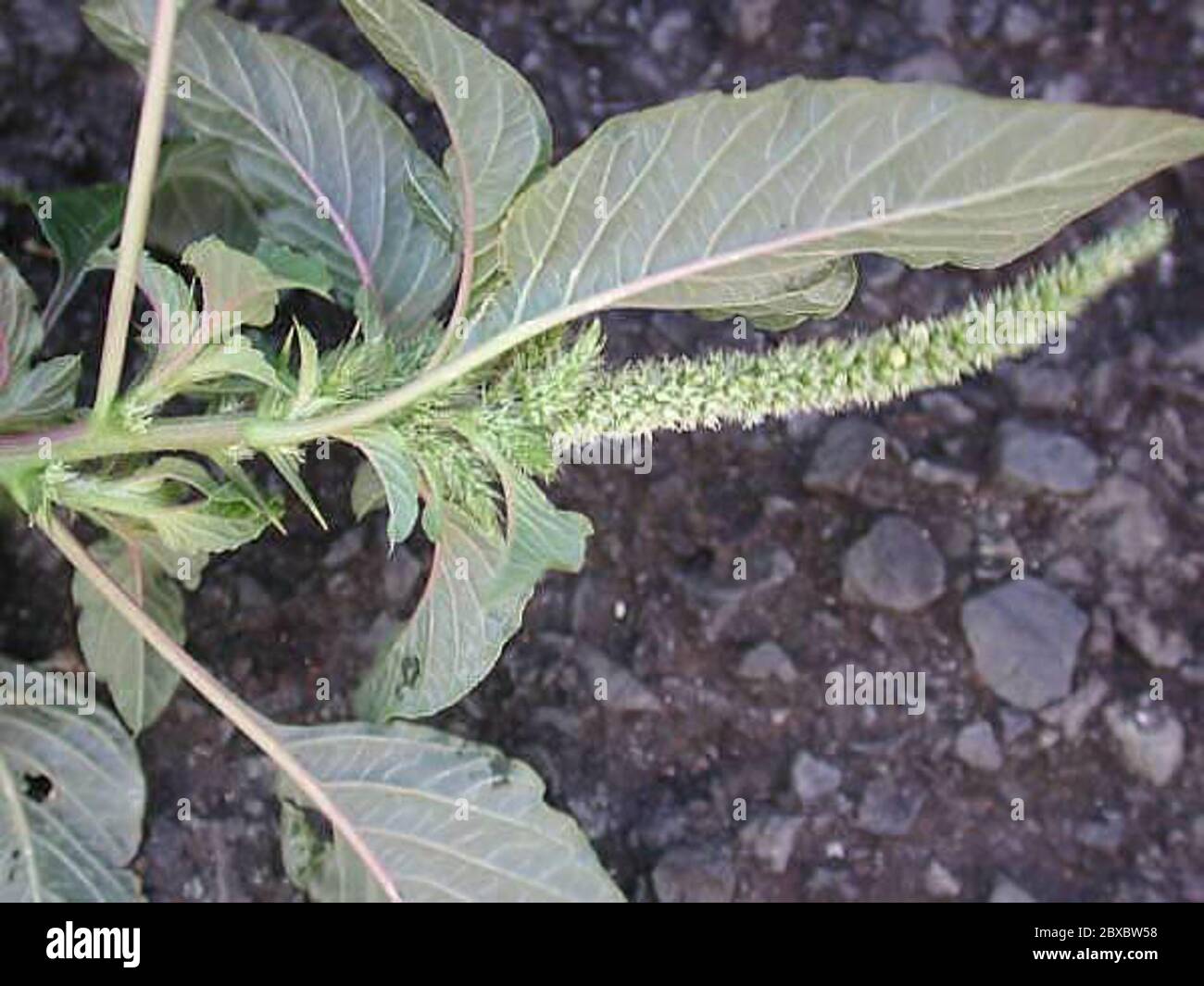 Amaranthus spinosus hi-res stock photography and images - Alamy