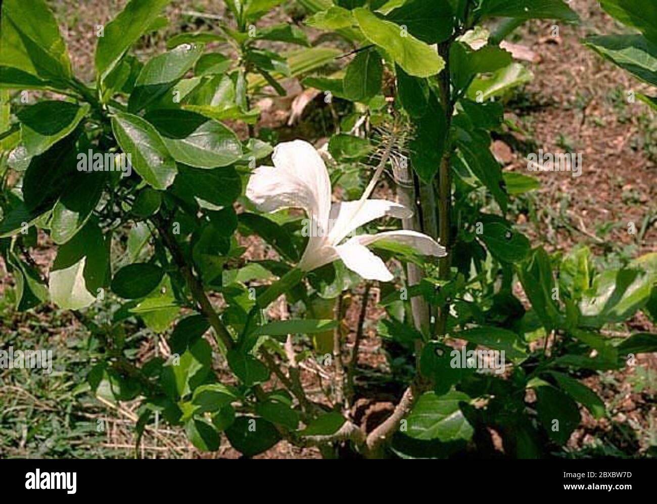 Immaculatus hi-res stock photography and images - Alamy