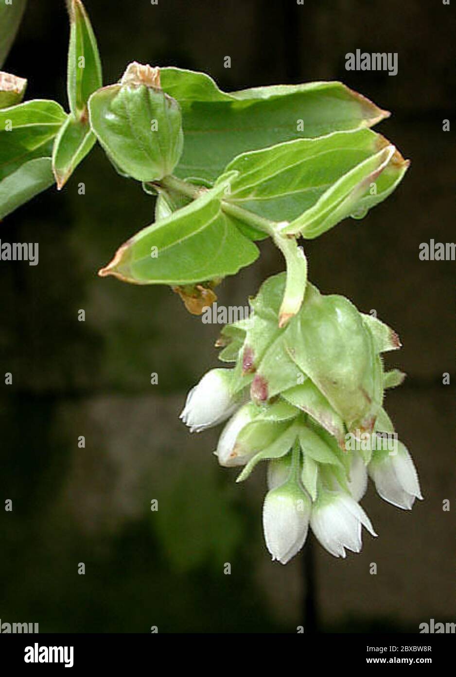 Schiedea hi-res stock photography and images - Alamy