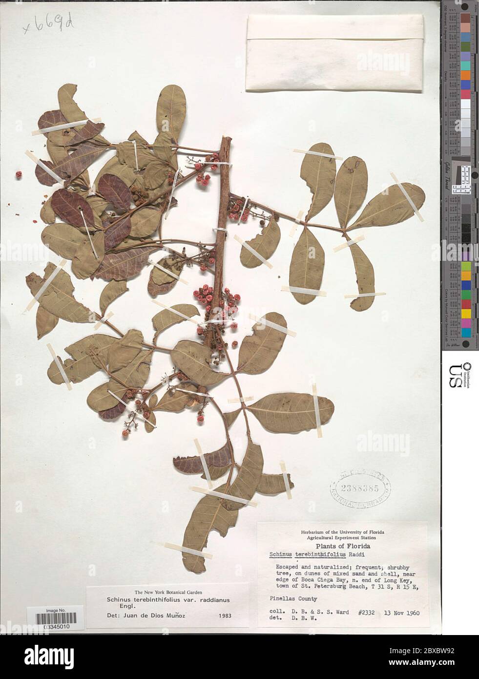 Schinus terebinthifolius raddi hi-res stock photography and images - Alamy