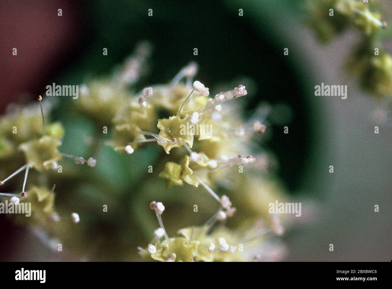 Pisonia aculeata L Pisonia aculeata L Stock Photo - Alamy