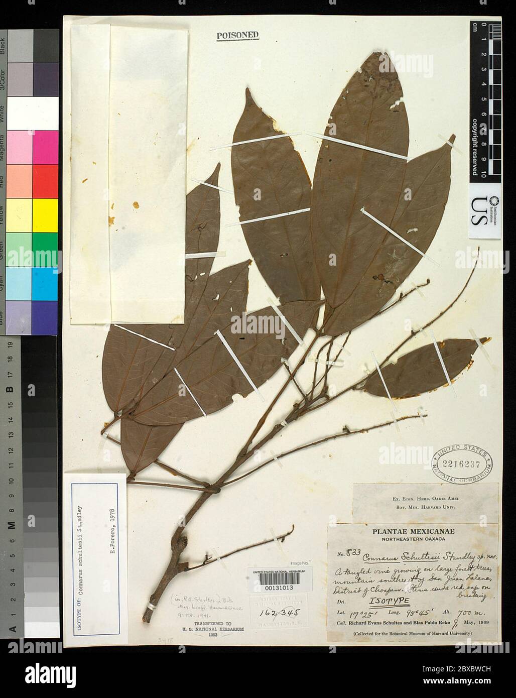 Connarus schultesii Standl Connarus schultesii Standl Stock Photo - Alamy