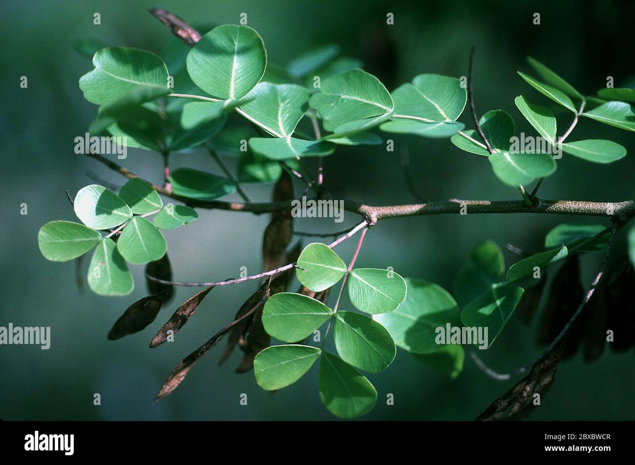 Haematoxylum campechianum L Haematoxylum campechianum L Stock Photo - Alamy