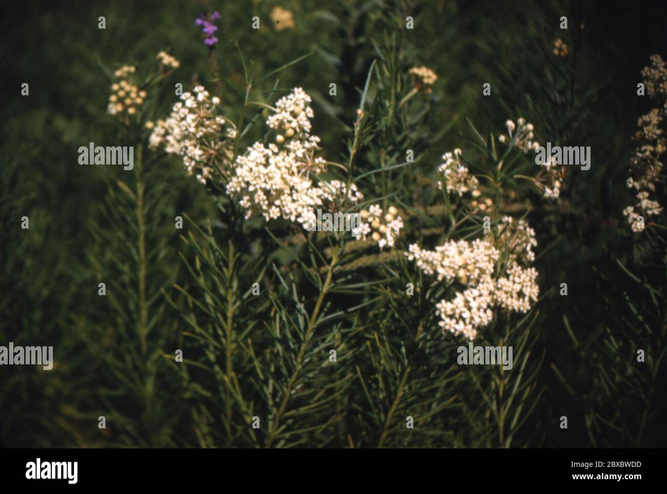 Asclepias verticillata L Asclepias verticillata L Stock Photo - Alamy