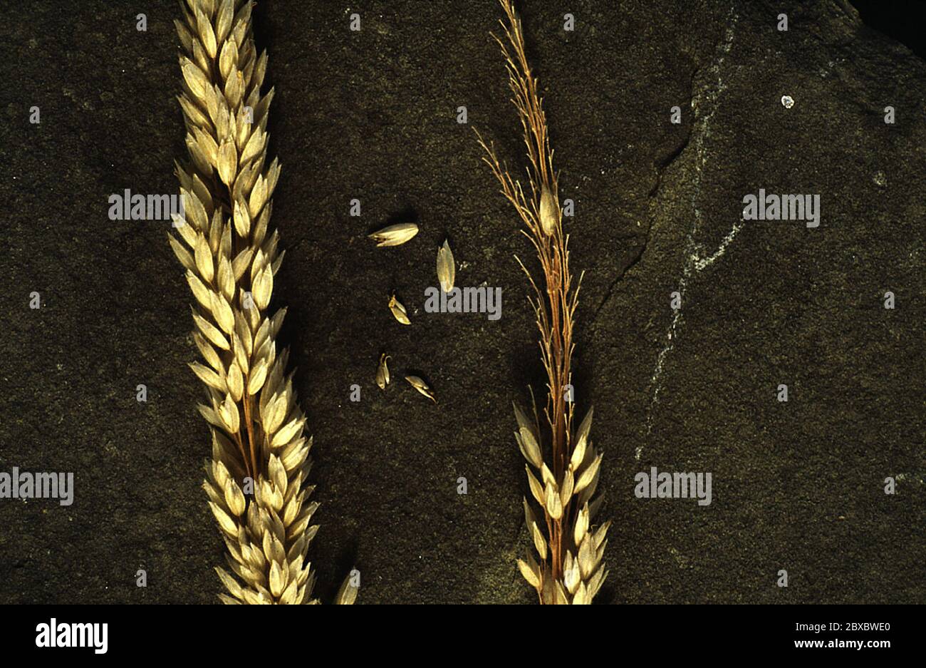 Holcus sp Holcus sp Stock Photo - Alamy