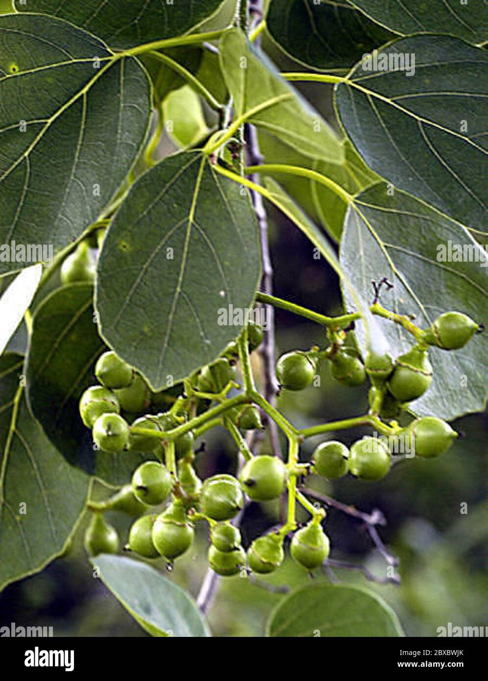 White cordia hi-res stock photography and images - Alamy