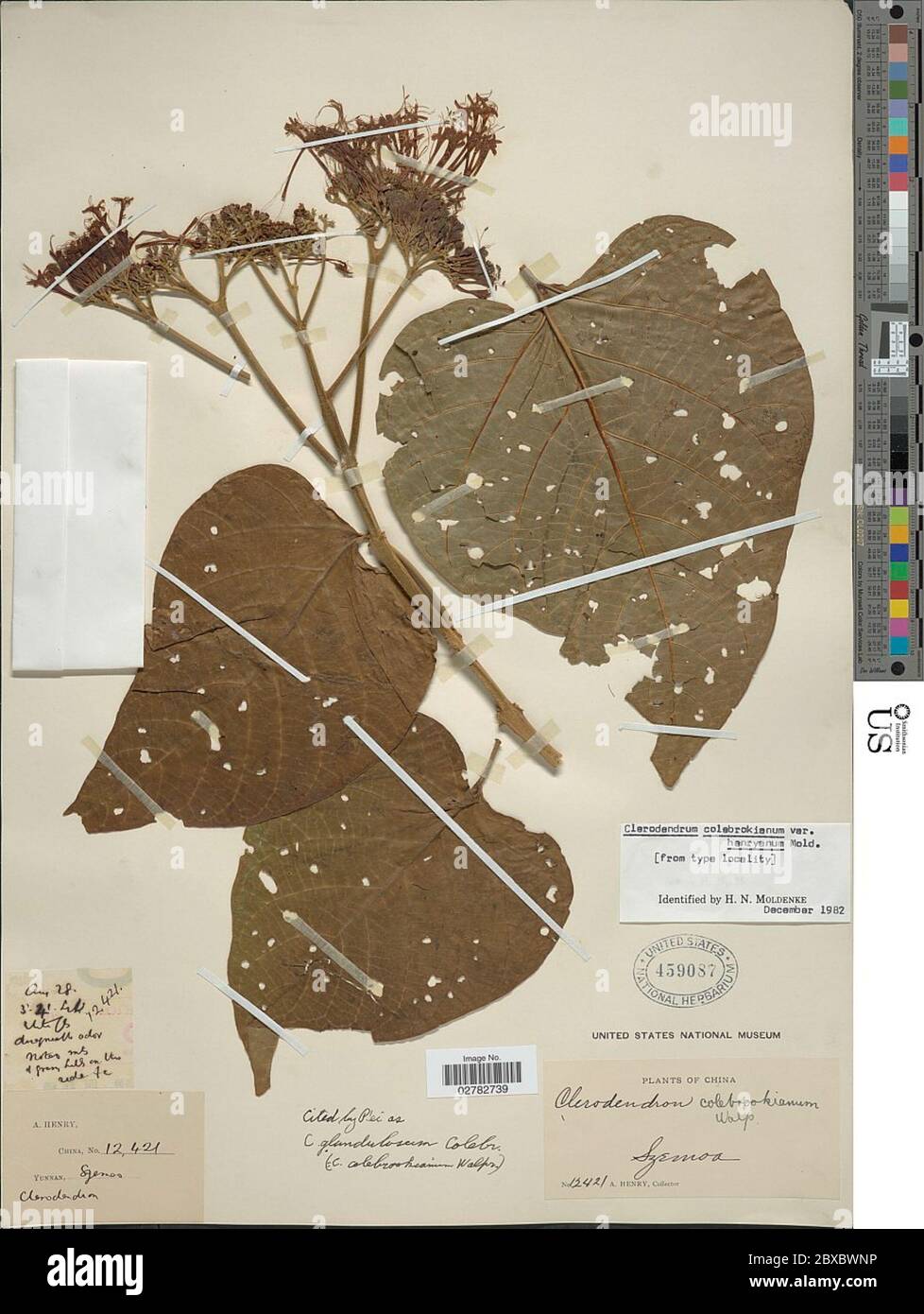 Clerodendrum colebrookianum Clerodendrum colebrookianum Stock Photo - Alamy