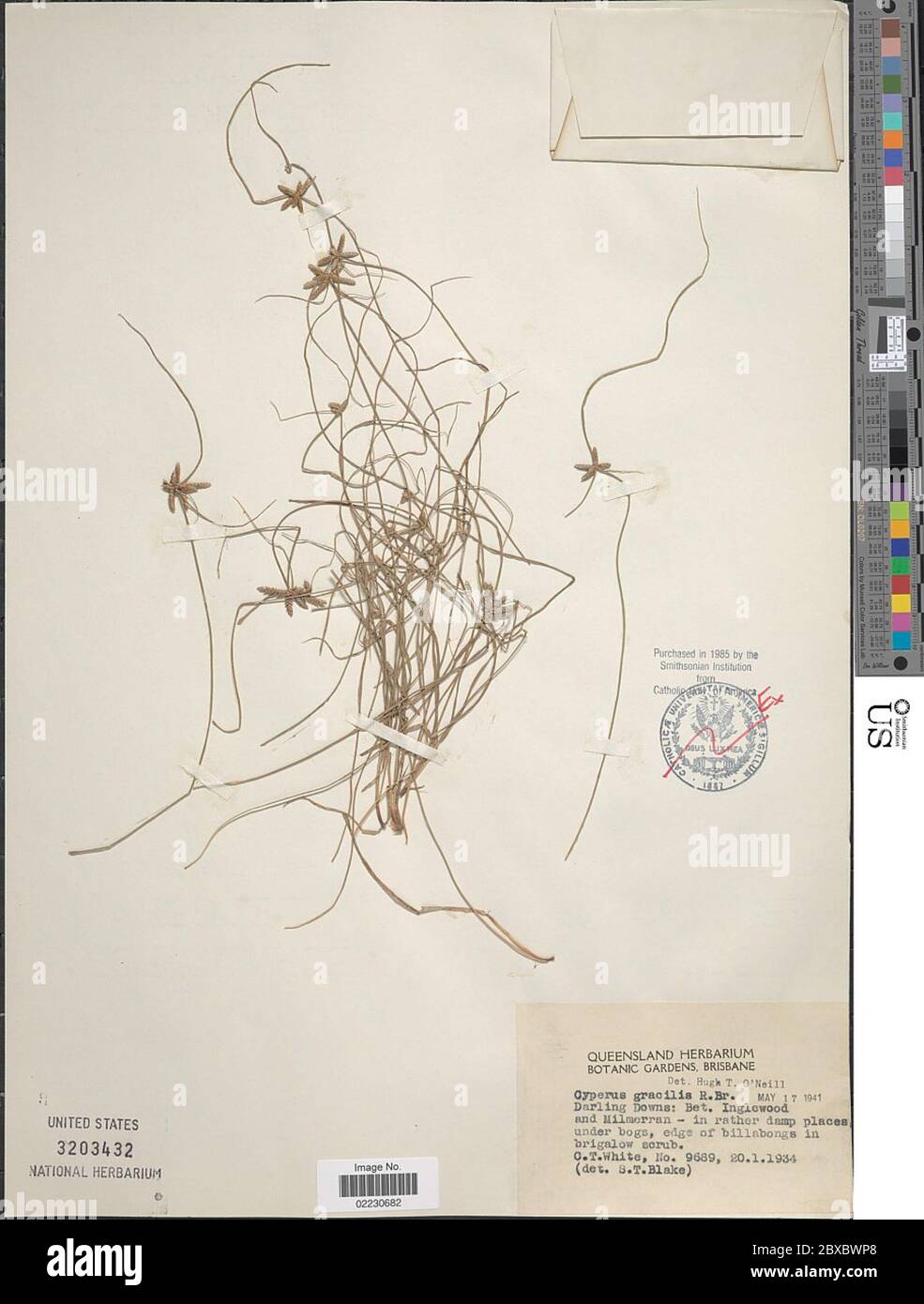 Cyperus gracilis R Br Cyperus gracilis R Br Stock Photo - Alamy