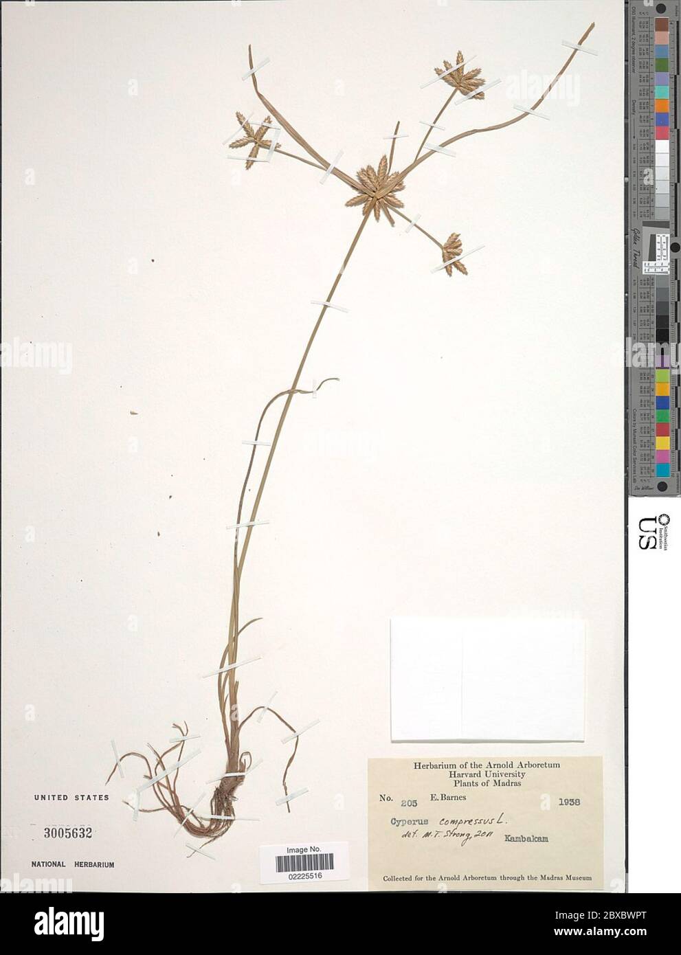 Cyperus compressus hi-res stock photography and images - Alamy