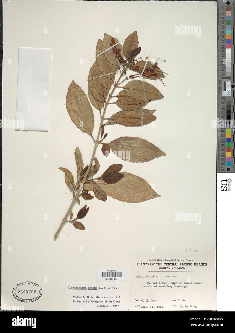 Clerodendrum inerme L Gaertn Clerodendrum inerme L Gaertn Stock Photo ...