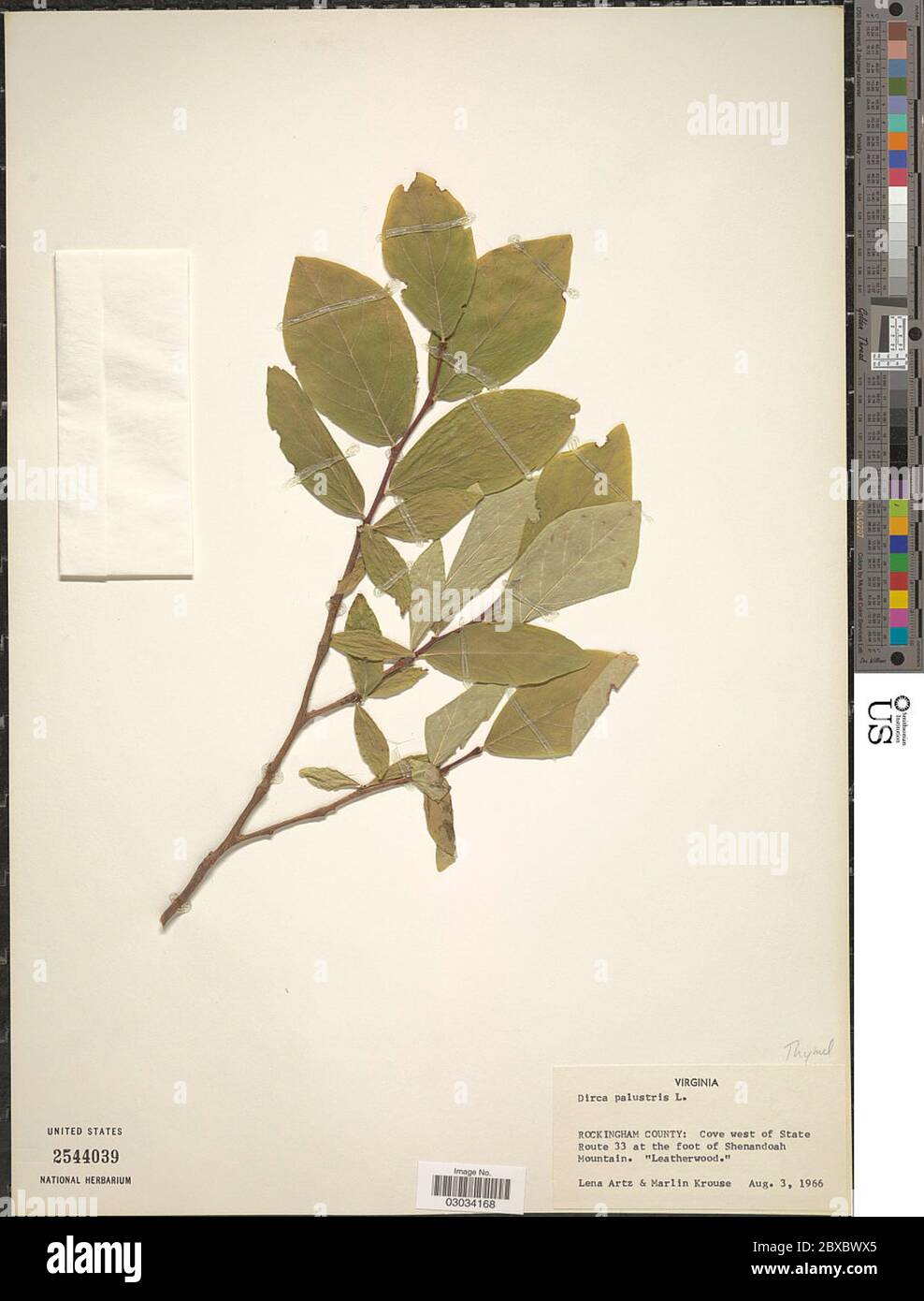 Dirca palustris L Dirca palustris L Stock Photo - Alamy