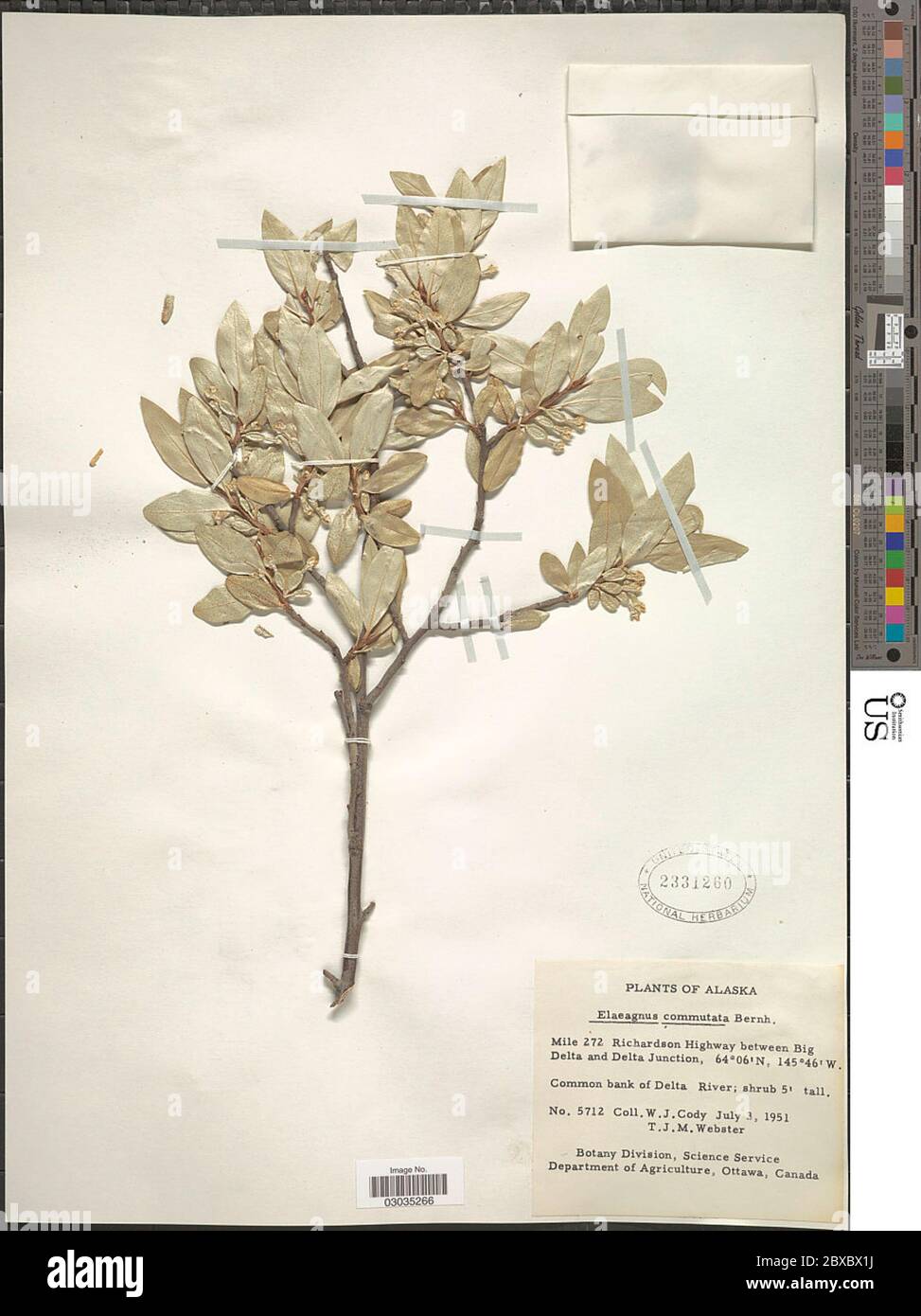 Elaeagnus commutata hi-res stock photography and images - Alamy