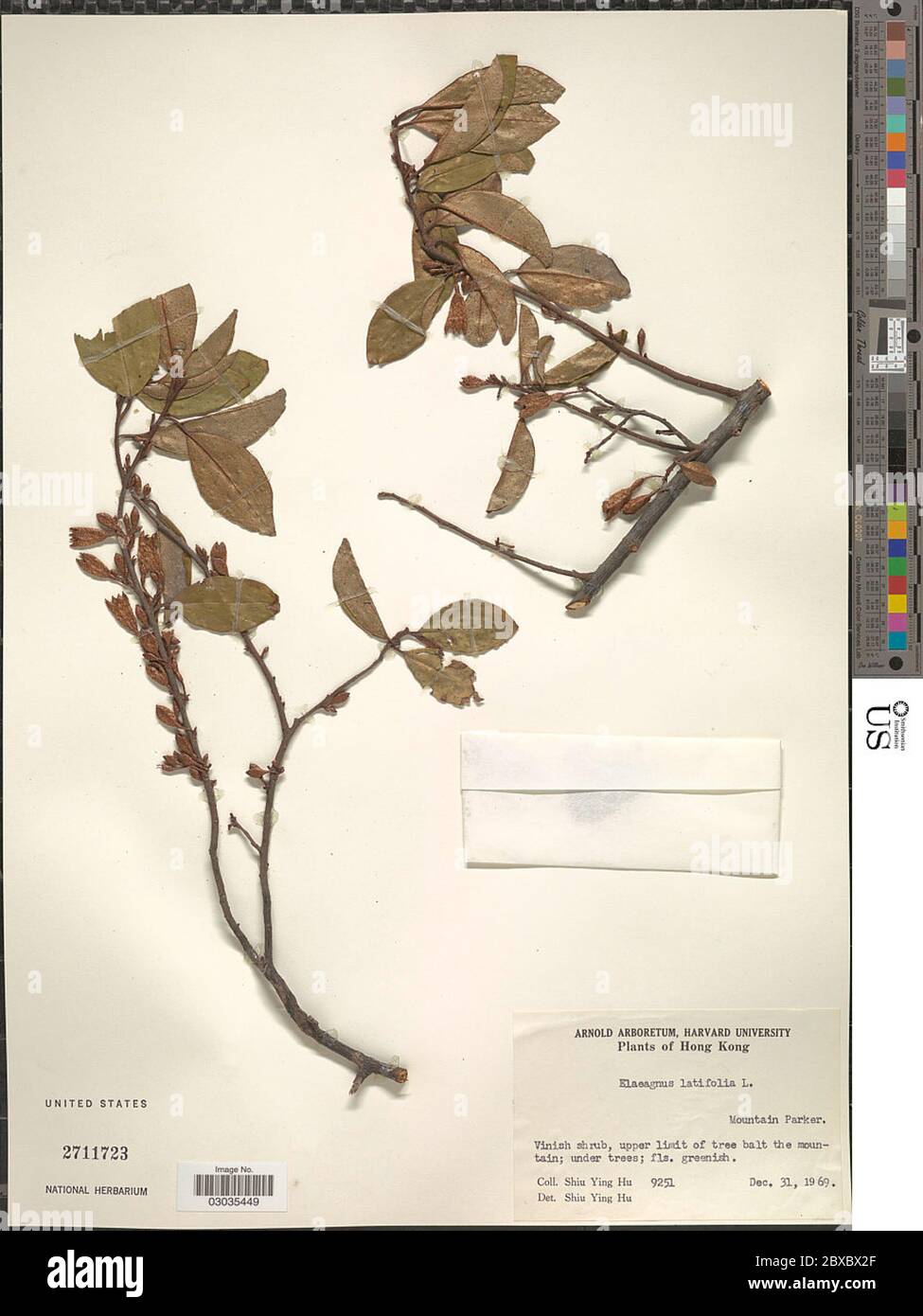 Elaeagnus latifolia hi-res stock photography and images - Alamy