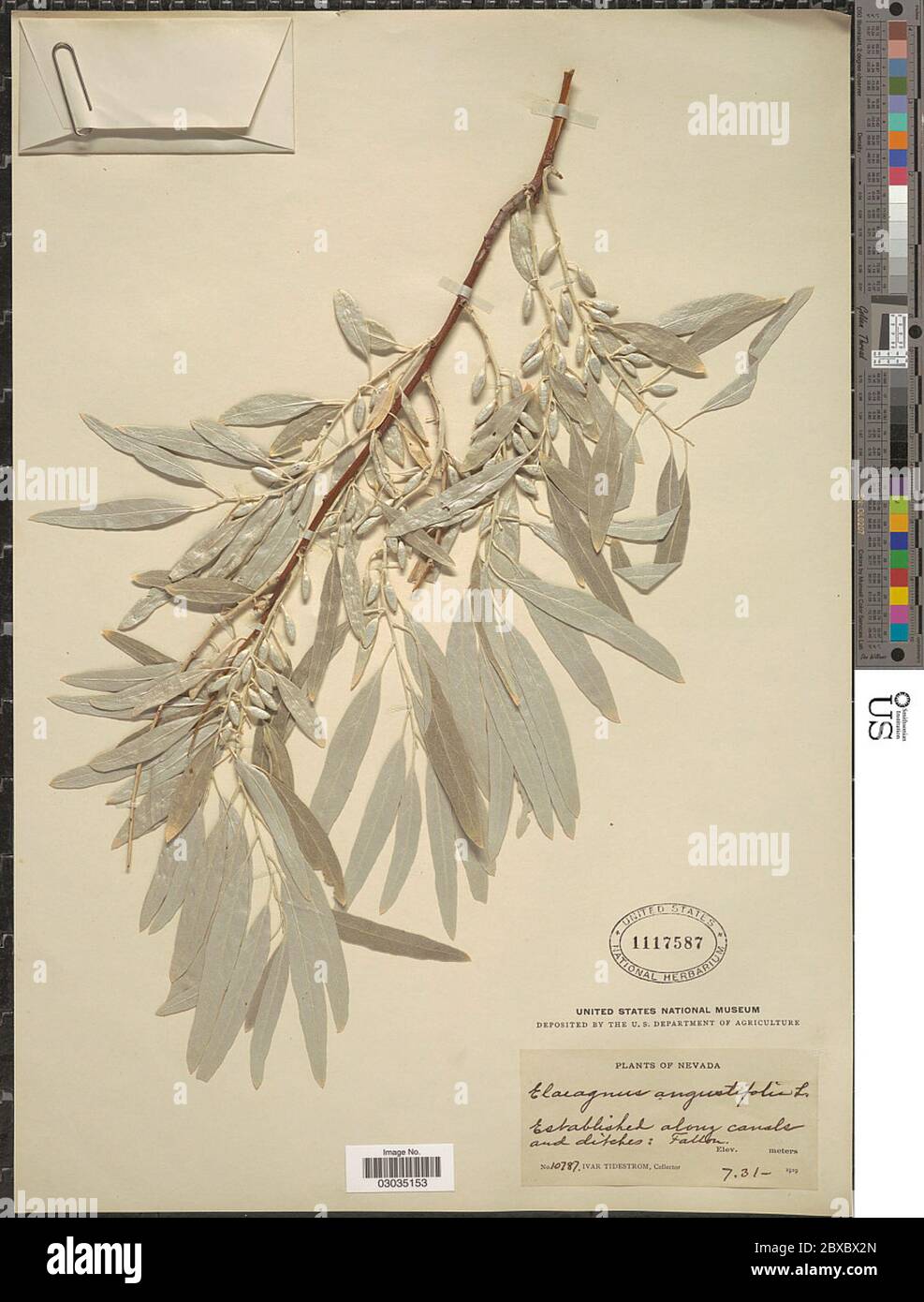 Elaeagnus angustifolia L Elaeagnus angustifolia L Stock Photo - Alamy