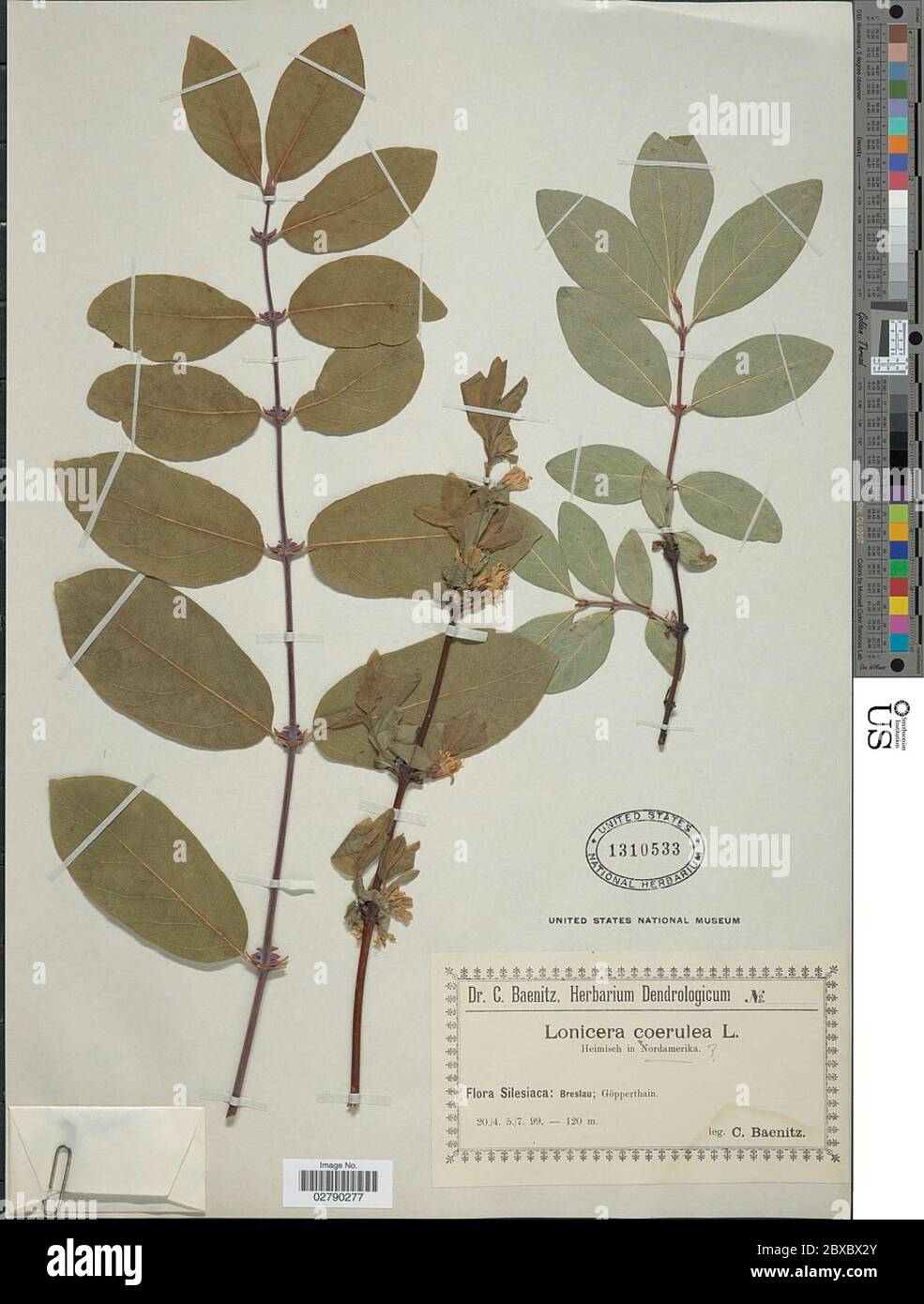 Lonicera caerulea L Lonicera caerulea L Stock Photo - Alamy