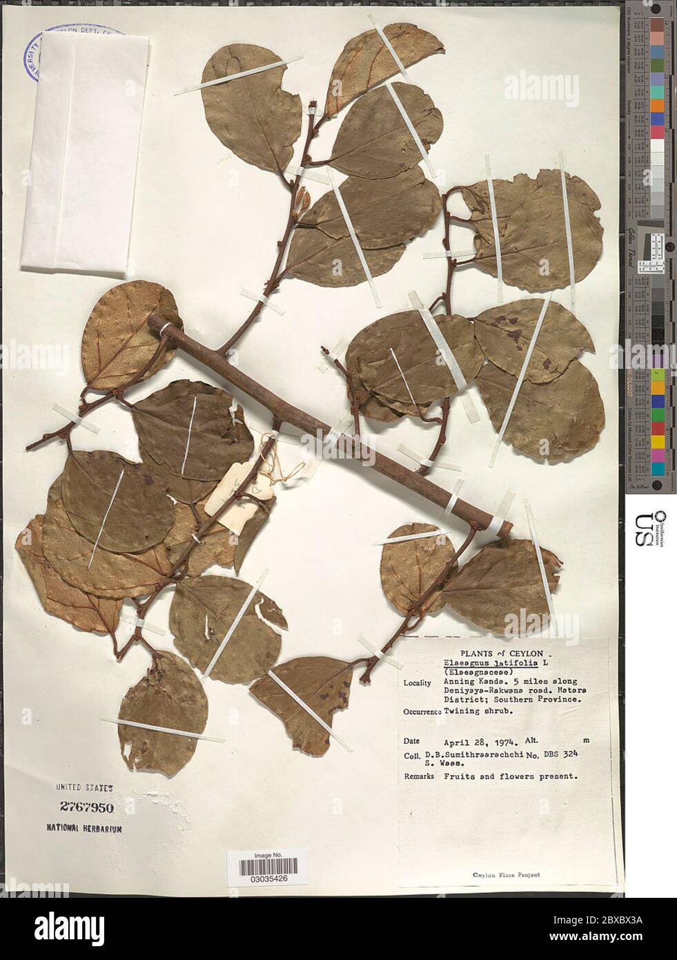 Elaeagnus latifolia hi-res stock photography and images - Alamy