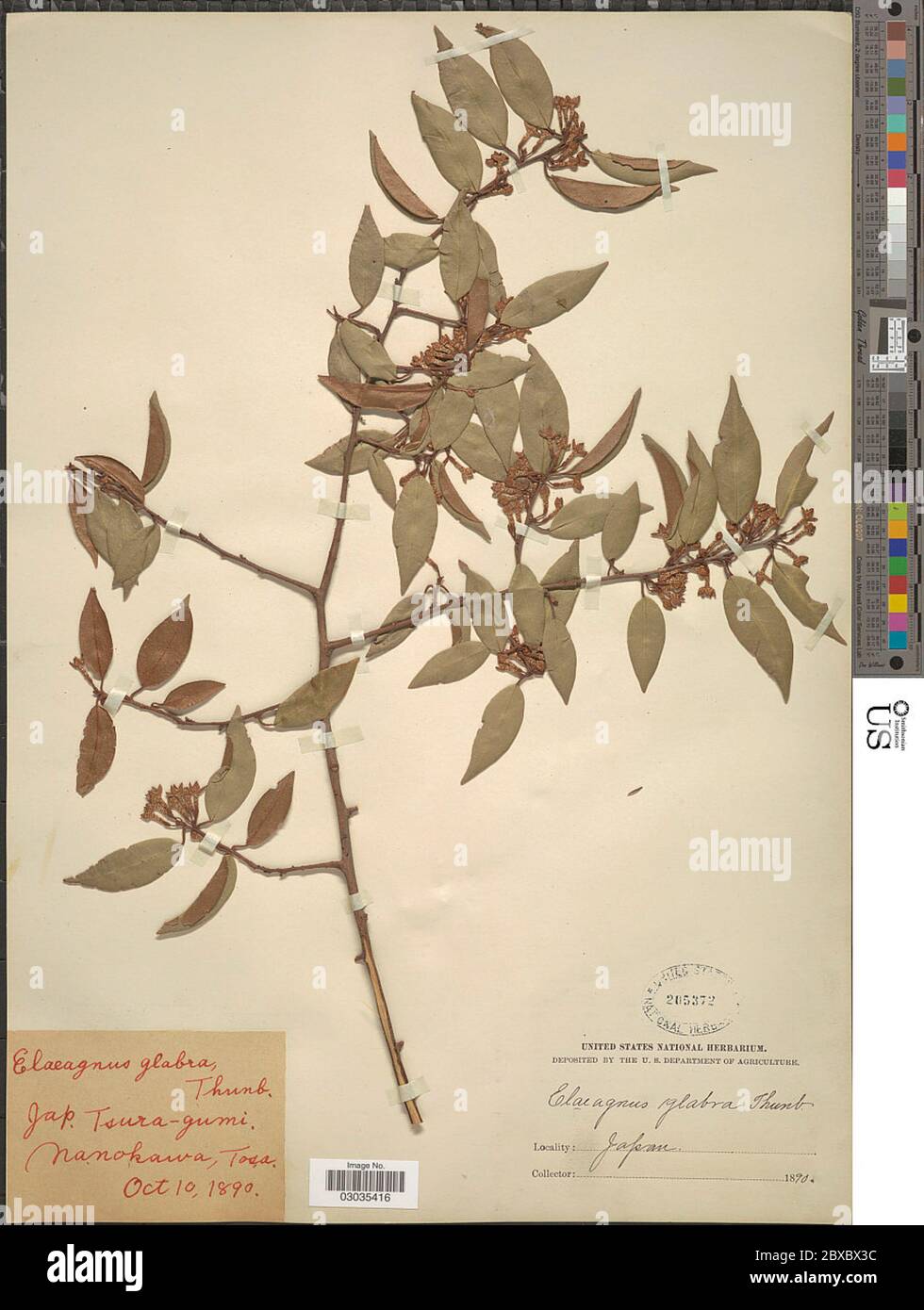 Elaeagnus glabra hi-res stock photography and images - Alamy