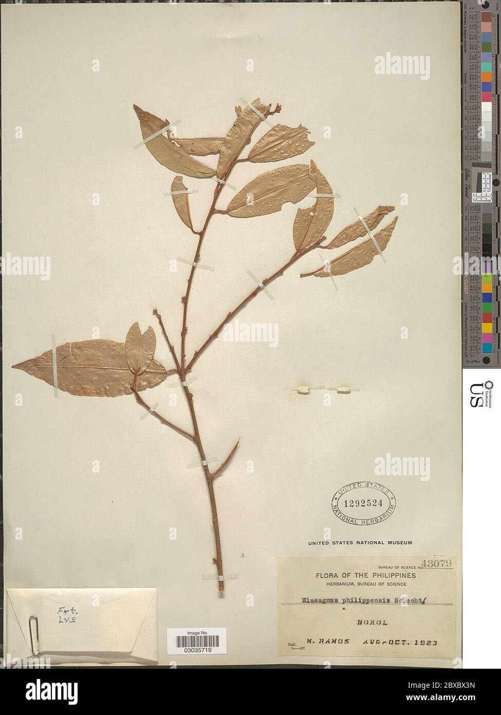 Elaeagnus triflora hi-res stock photography and images - Alamy