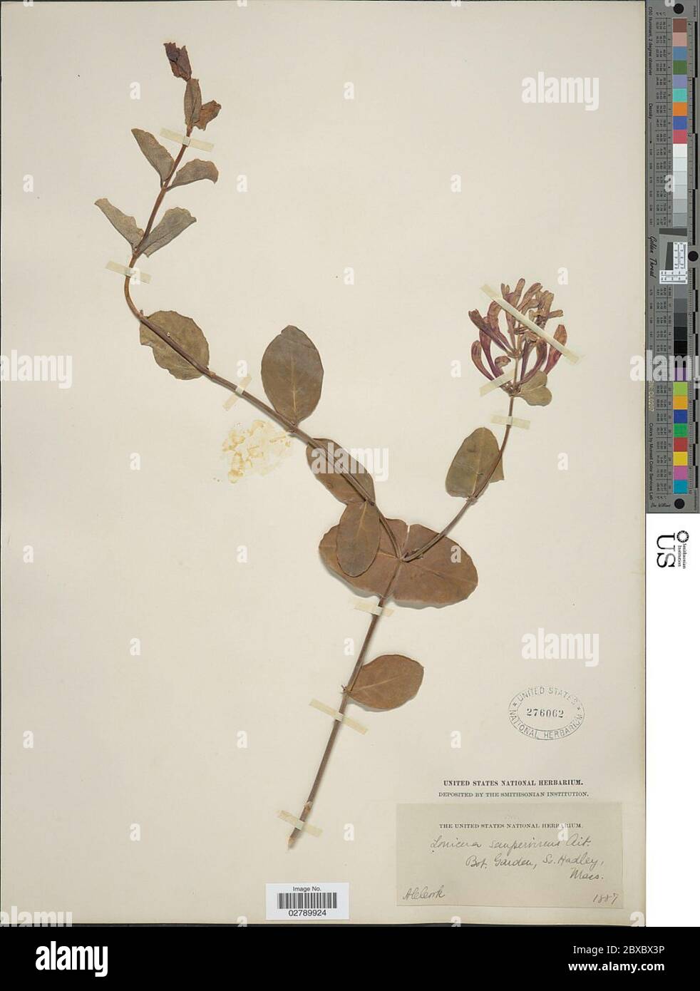 Lonicera sempervirens L Lonicera sempervirens L Stock Photo - Alamy