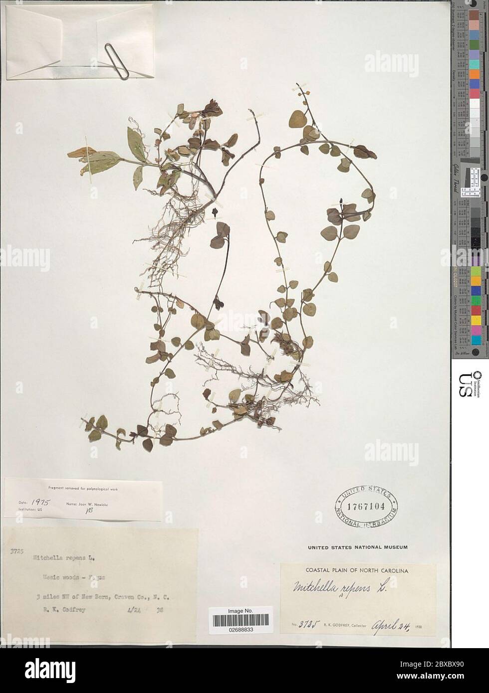 Mitchella repens L Mitchella repens L Stock Photo - Alamy