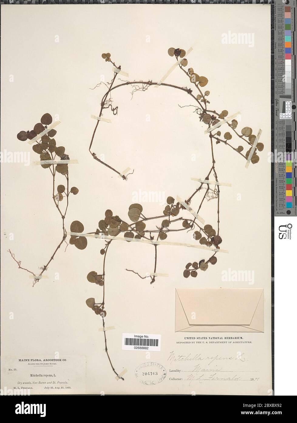 Mitchella repens L Mitchella repens L Stock Photo - Alamy