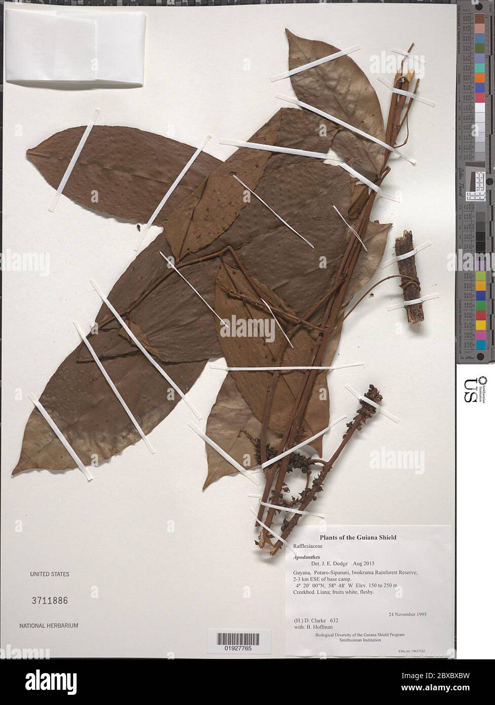 Apodanthes hi-res stock photography and images - Alamy