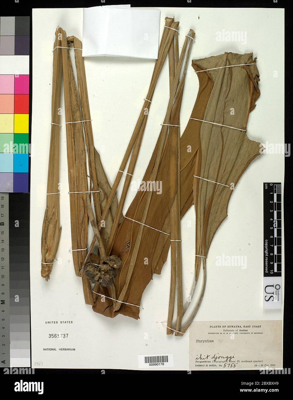 Phrynium hi-res stock photography and images - Alamy