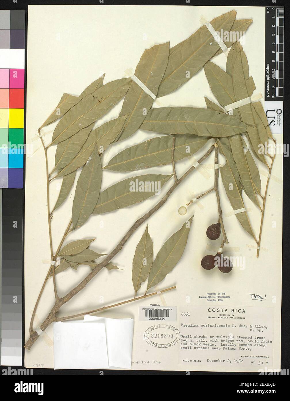 Pseudima costaricense LO Williams PH Allen Pseudima costaricense LO ...