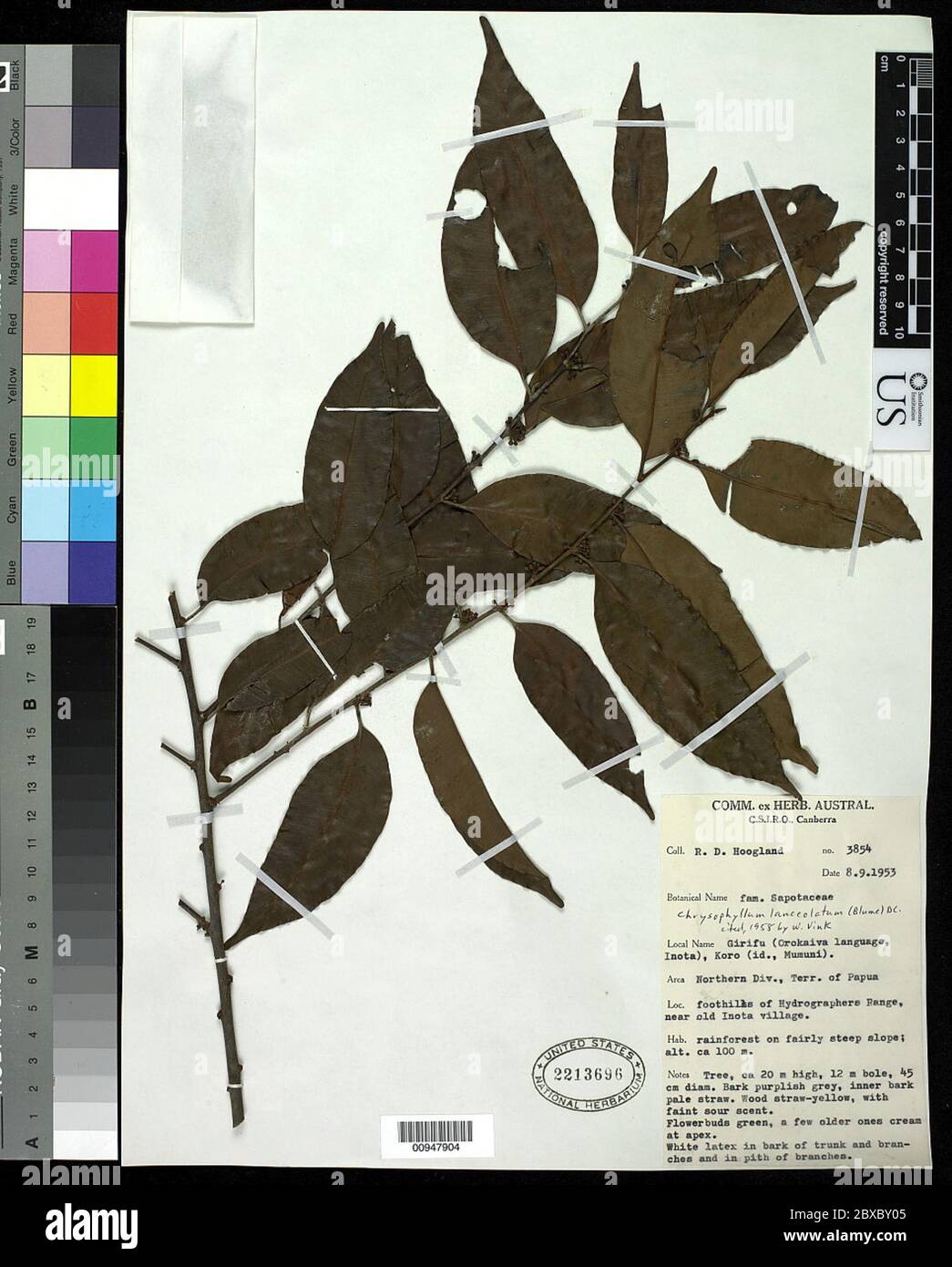 Chrysophyllum lanceolatum Blume A DC Chrysophyllum lanceolatum Blume A ...