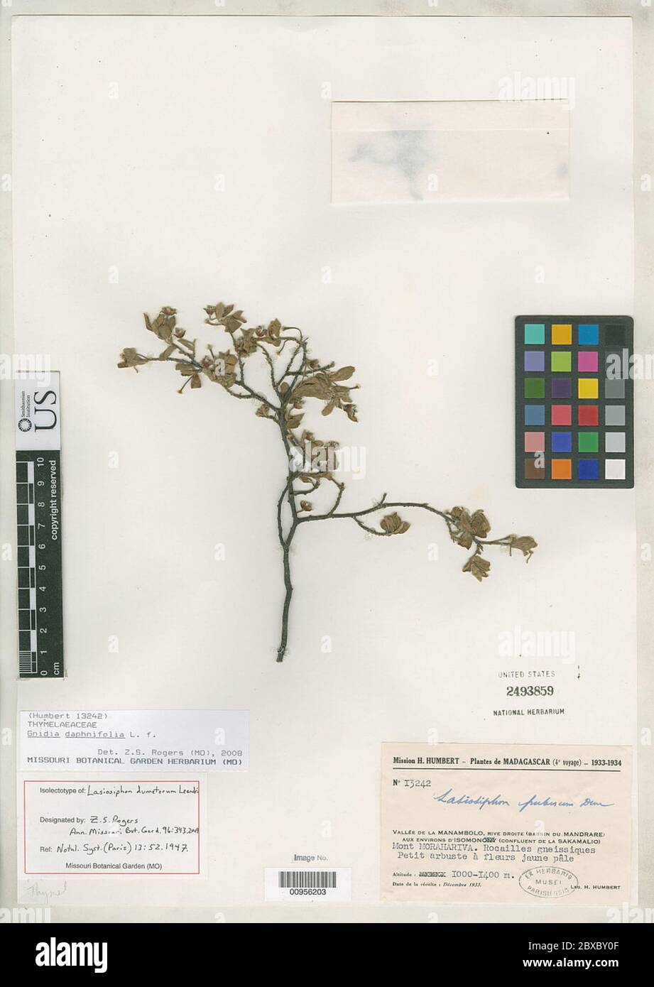 Lasiosiphon dumetorum Leandri Lasiosiphon dumetorum Leandri Stock Photo ...